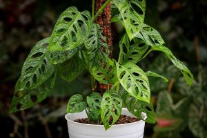 18 Common Types of Monstera Plants - Plantglossary