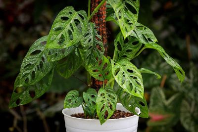 18 Common Types of Monstera Plants - Plantglossary