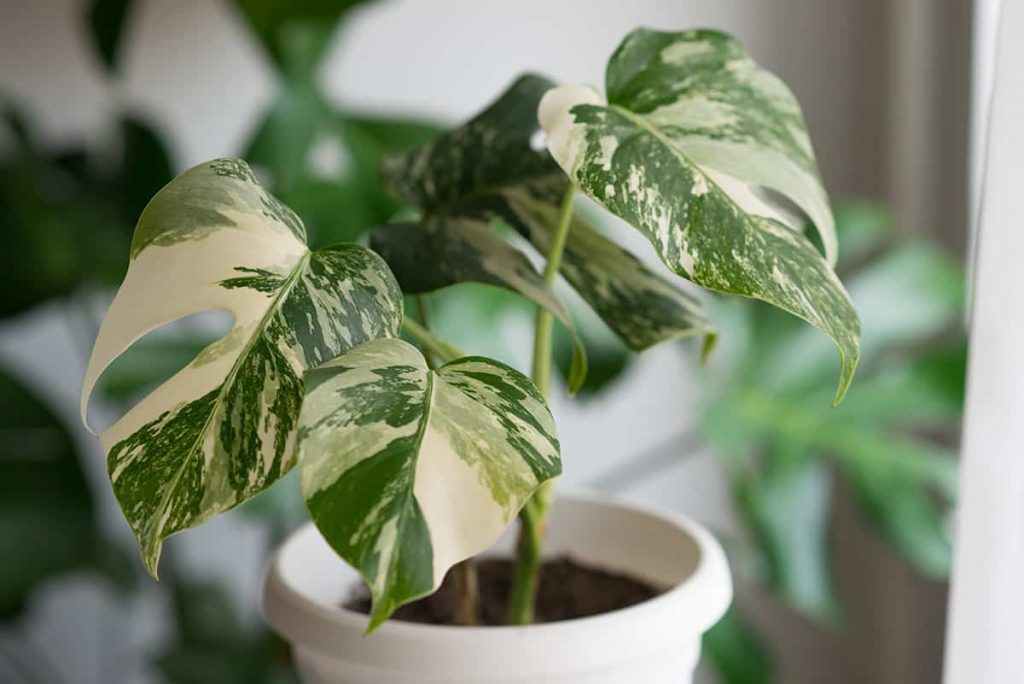 18 Common Types of Monstera Plants - Plantglossary