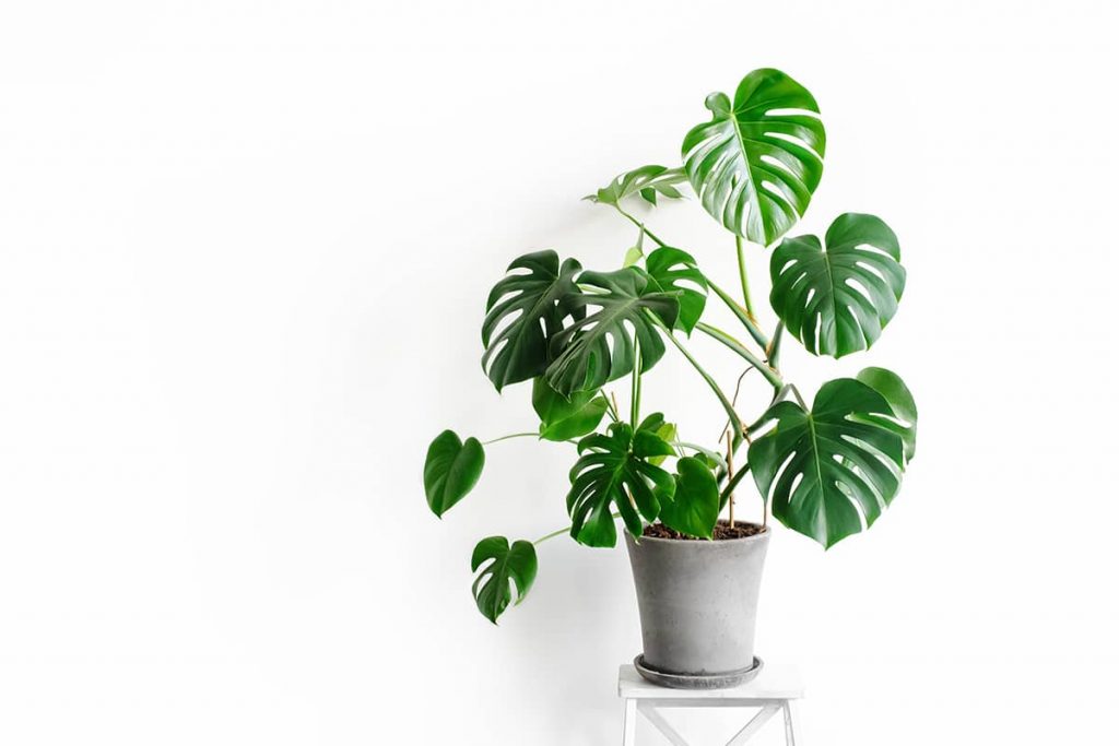 How to Care for Monstera – Tips For a Happy and Vibrant Plant ...