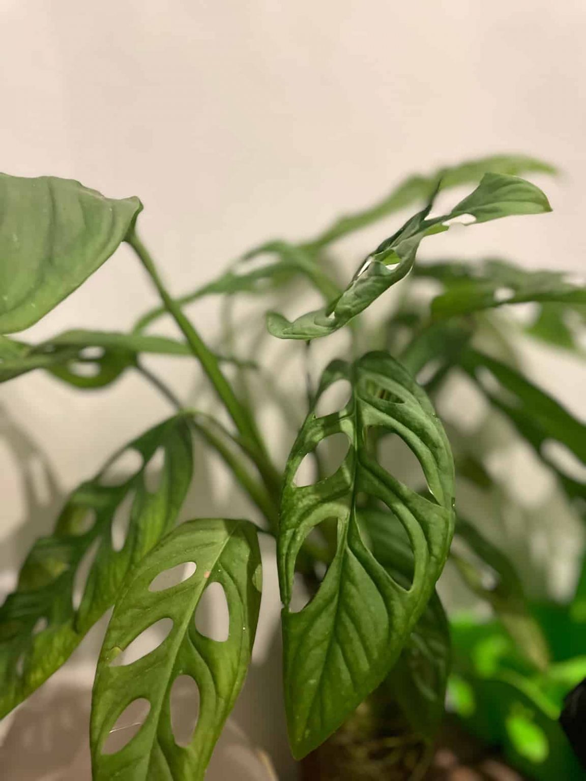 18 Common Types of Monstera Plants - Plantglossary