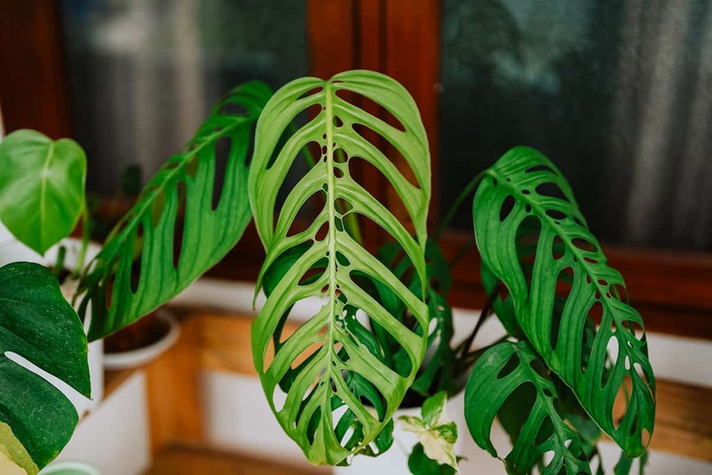 18 Common Types of Monstera Plants - Plantglossary