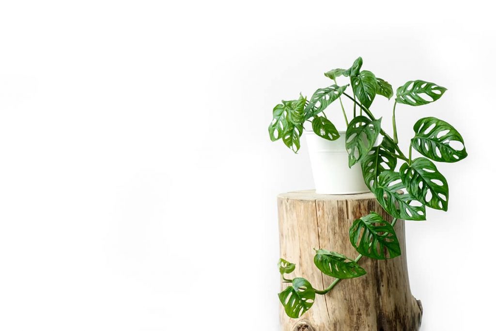 18 Common Types of Monstera Plants - Plantglossary