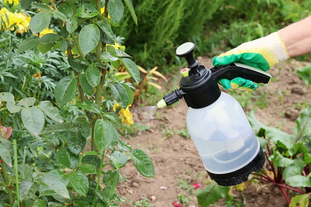 9 Effective Ways to Use Vinegar in The Garden - Plantglossary