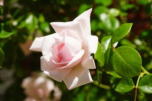 18 Tough Roses That Can Add Beaty and Withstand Harsh Climates ...