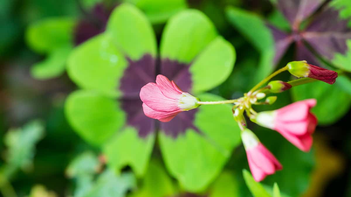 Oxalis Care Guide – Tips for a Thriving Shamrock Plant - Plantglossary