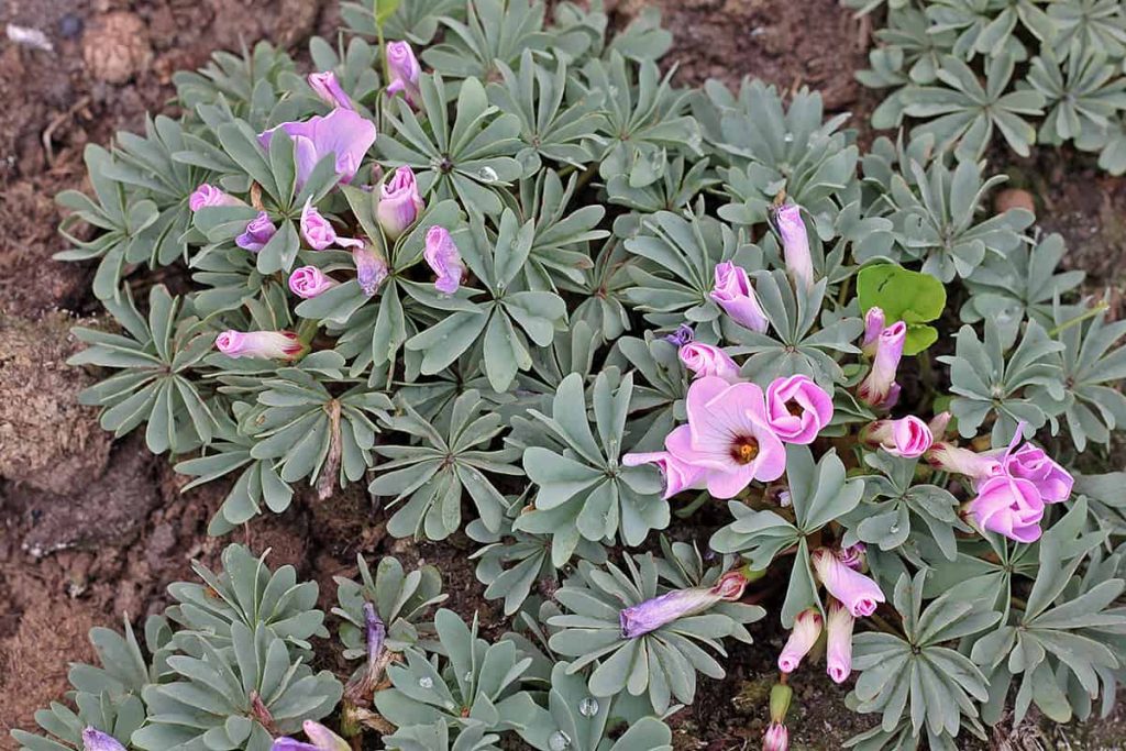 Oxalis Care Guide – Tips for a Thriving Shamrock Plant - Plantglossary