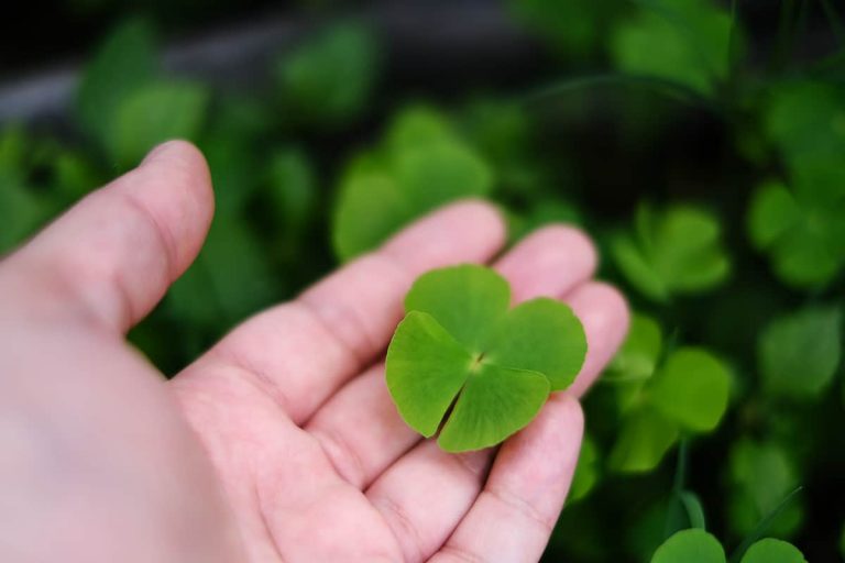 Oxalis Care Guide – Tips for a Thriving Shamrock Plant - Plantglossary
