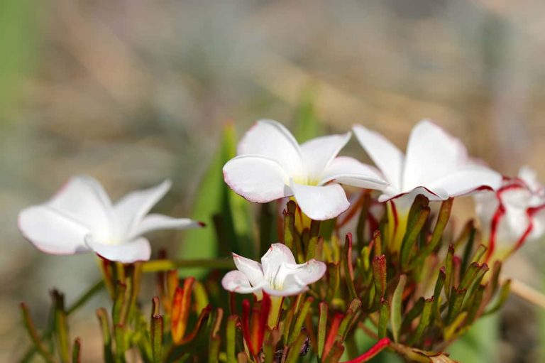 Oxalis Care Guide – Tips for a Thriving Shamrock Plant - Plantglossary