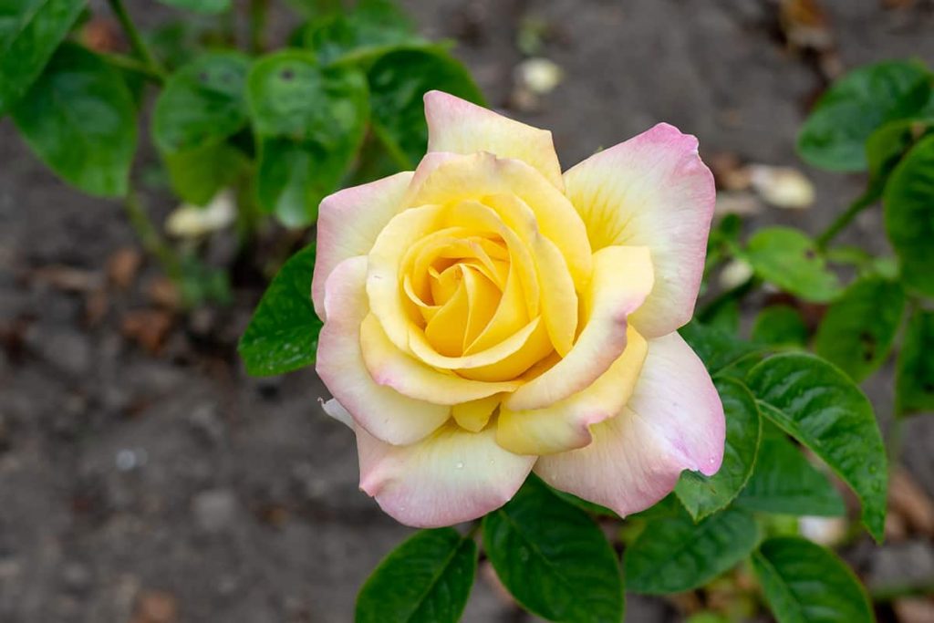 18 Tough Roses That Can Add Beaty and Withstand Harsh Climates ...