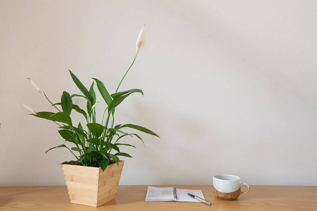 20 Plants That Bring Positive Energy and Good Fortune Into the Home ...