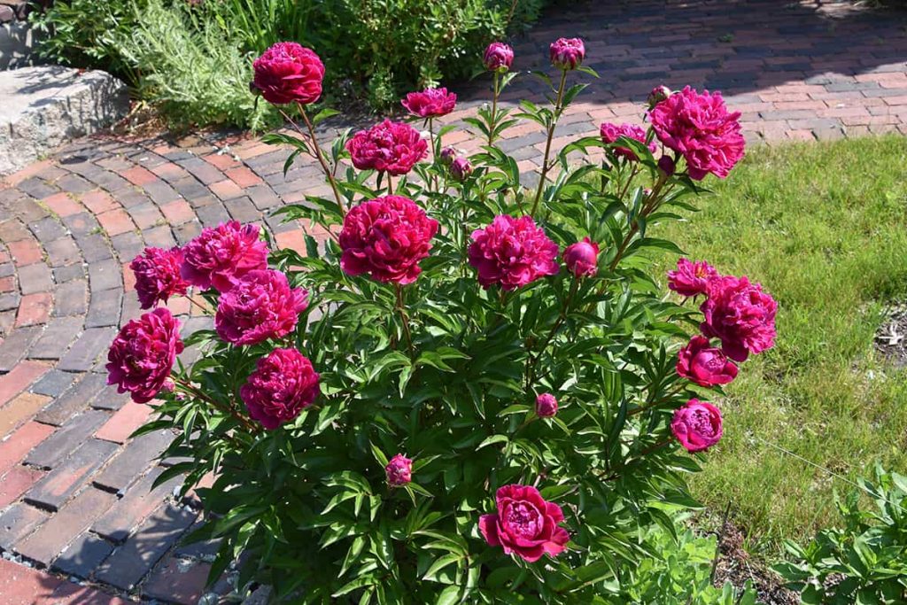 10 Sun-loving Perennials For A Cutting Garden - Plantglossary