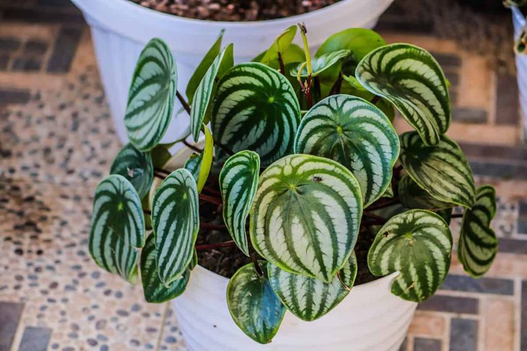 17 Plants that Can Be Propagated From Leaves - Plantglossary