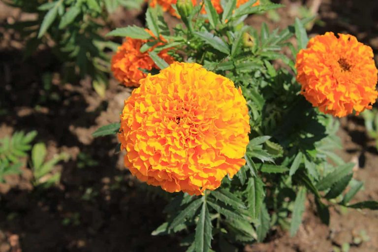 10 Common Marigold Care Mistakes - Plantglossary
