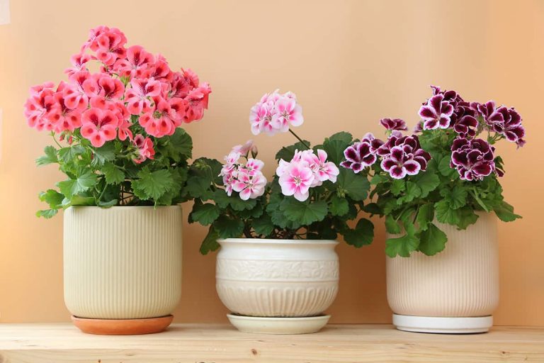 How to Grow Geraniums in Pots - Plantglossary
