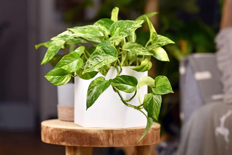 20 Amazing Trailing Houseplants For Any Vertical Displays - Plantglossary