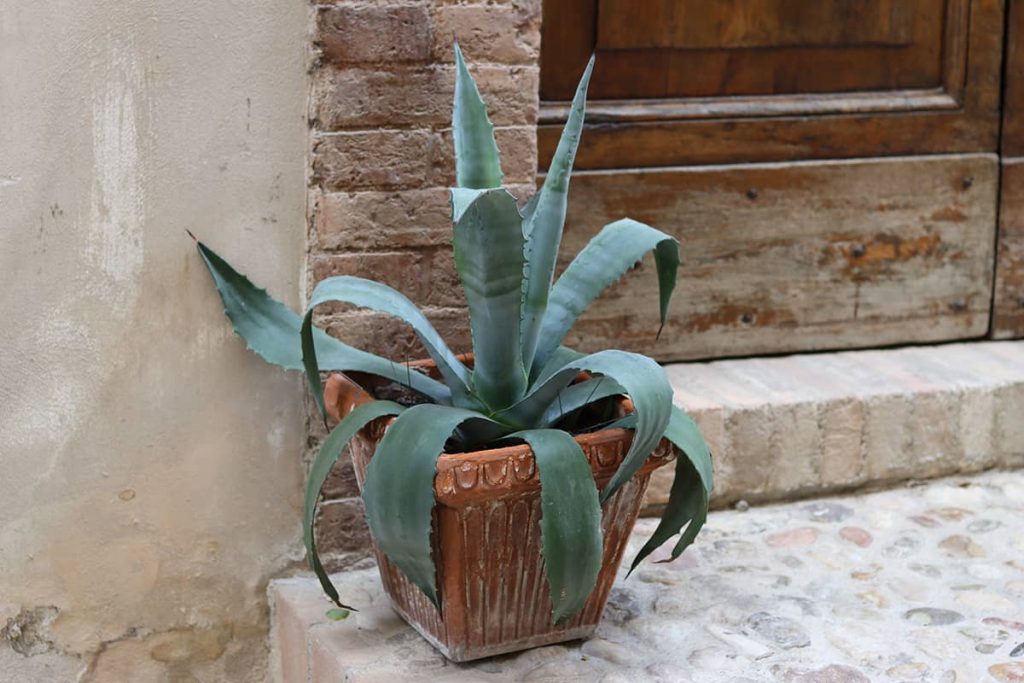 Agave 101 – Your Comprehensive Guide to Planting and Maintenance ...