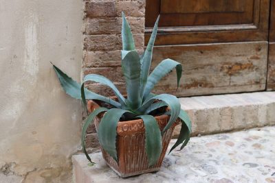 Agave 101 – Your Comprehensive Guide to Planting and Maintenance ...