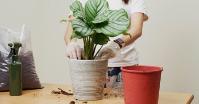 How to Take Care of the Calathea - Plantglossary