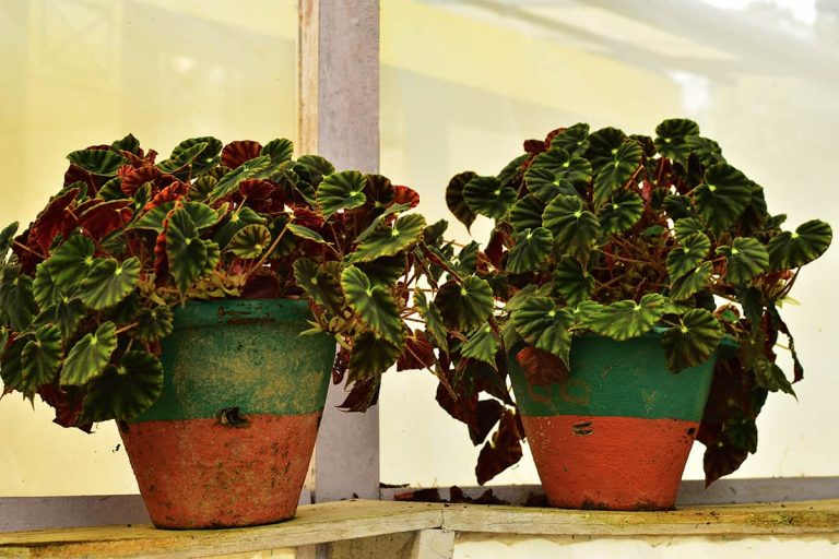 How to Grow and Care for Rex Begonia - Plantglossary