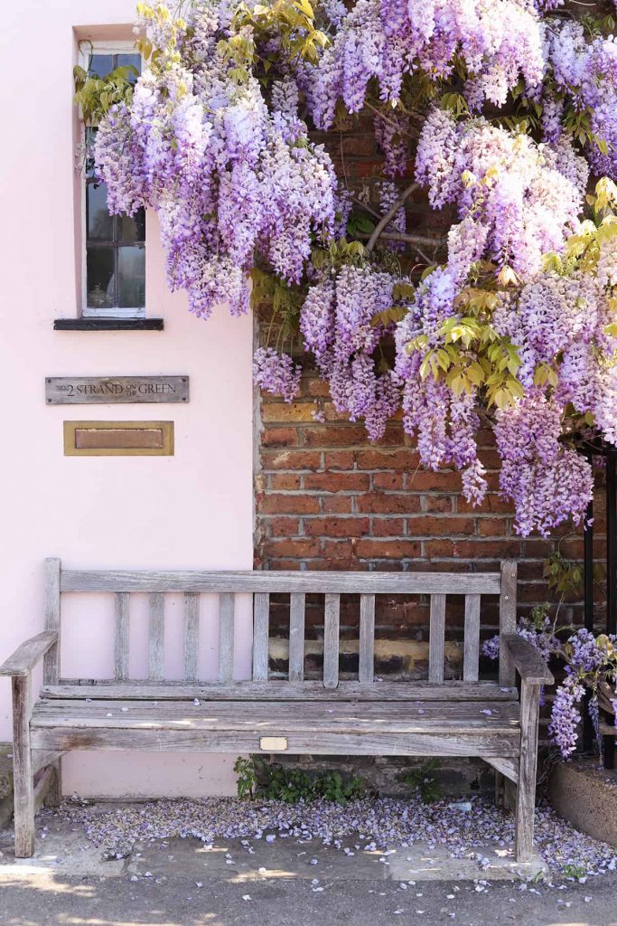 How to Grow Wisteria – A Guide to Lush Blooms - Plantglossary