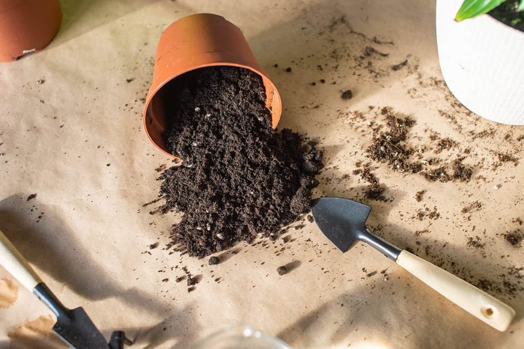 How to Reuse and Revitalize Old Potting Soil - Plantglossary