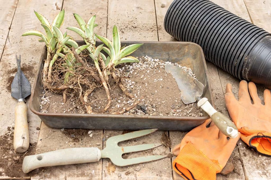 Agave 101 – Your Comprehensive Guide to Planting and Maintenance ...