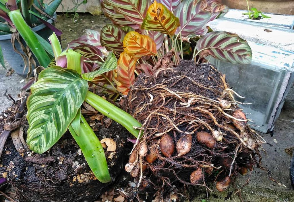 How to Take Care of the Calathea - Plantglossary