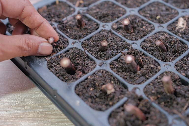 How to Grow and Care for Elephant Ear Plant - Plantglossary