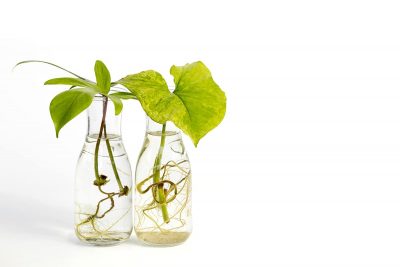 Florida Ghost Philodendron – Tips For a Thriving Houseplant - Plantglossary
