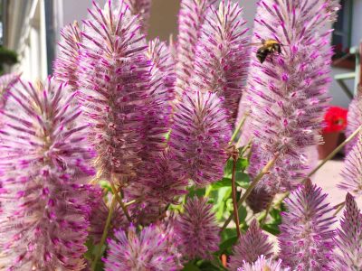 How to Grow and Care for Ptilotus For Stunning Flowers - Plantglossary