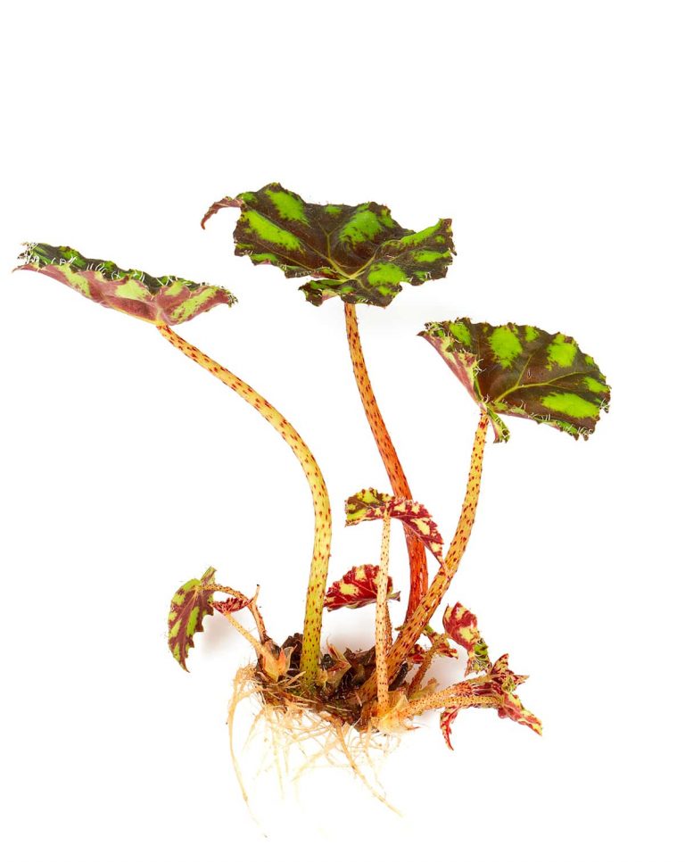 How to Grow and Care for Rex Begonia - Plantglossary