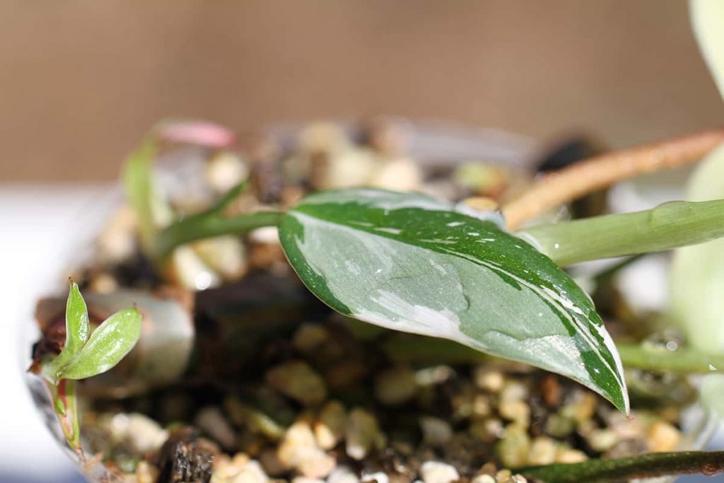 How to Grow and Care for the Precious White Princess Philodendron ...