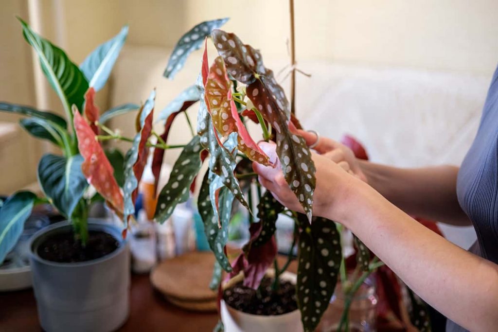 Growing and Caring for Begonia Maculata - Plantglossary