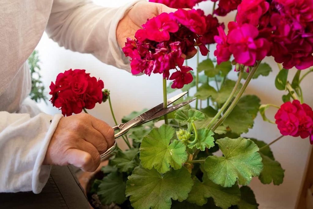 How to Grow Geraniums in Pots - Plantglossary