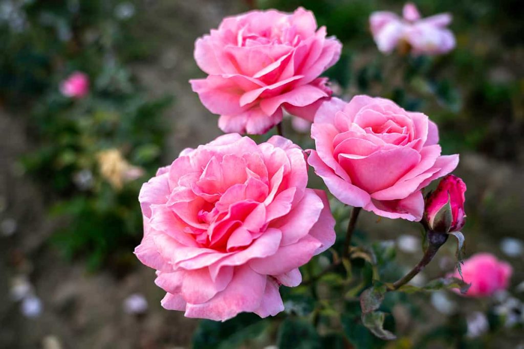 18 Tough Roses That Can Add Beaty and Withstand Harsh Climates ...