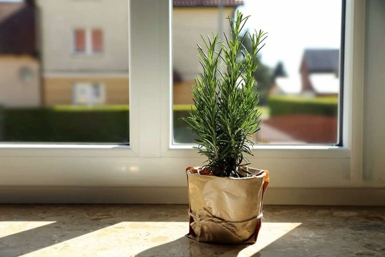 20 Plants That Bring Positive Energy and Good Fortune Into the Home ...