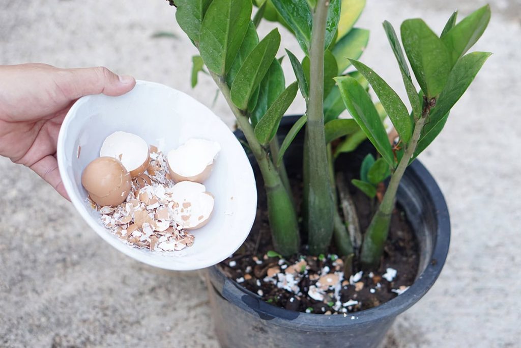 How to Use Egg Shells for Plants — The Secret Top Gardeners Don’t Talk ...