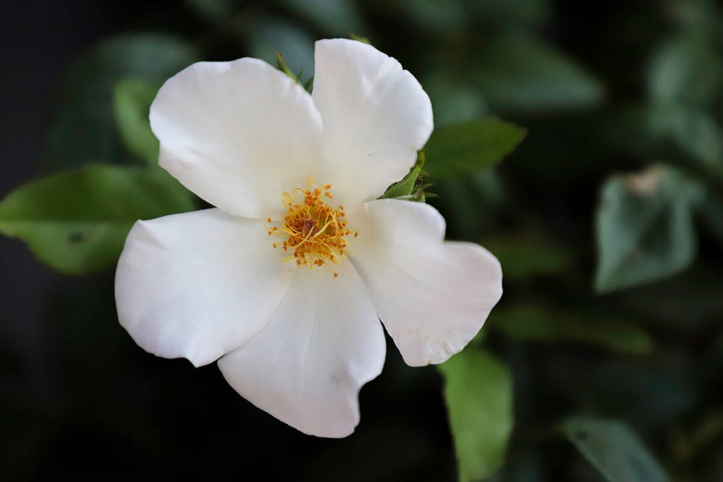 18 Tough Roses That Can Add Beaty and Withstand Harsh Climates ...