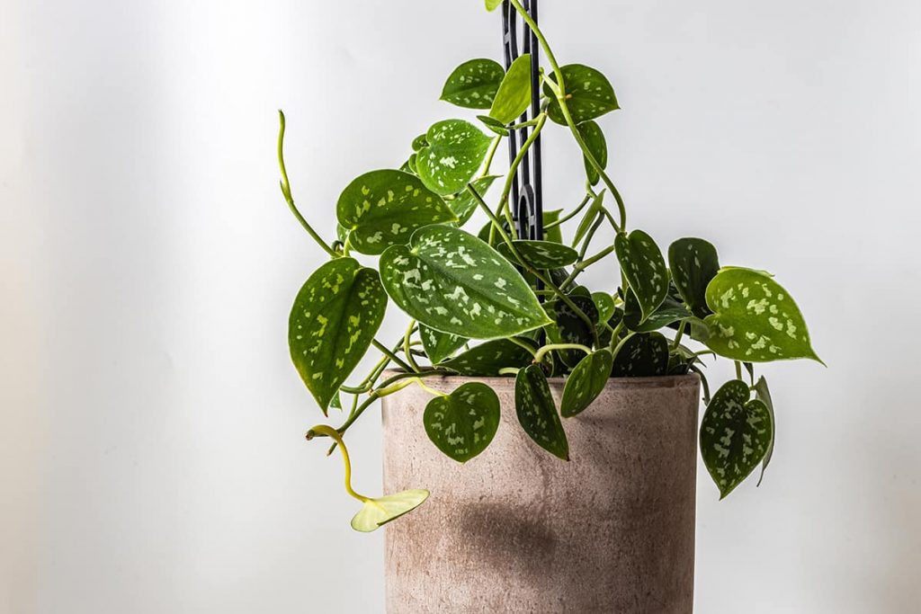 20 Amazing Trailing Houseplants For Any Vertical Displays - Plantglossary