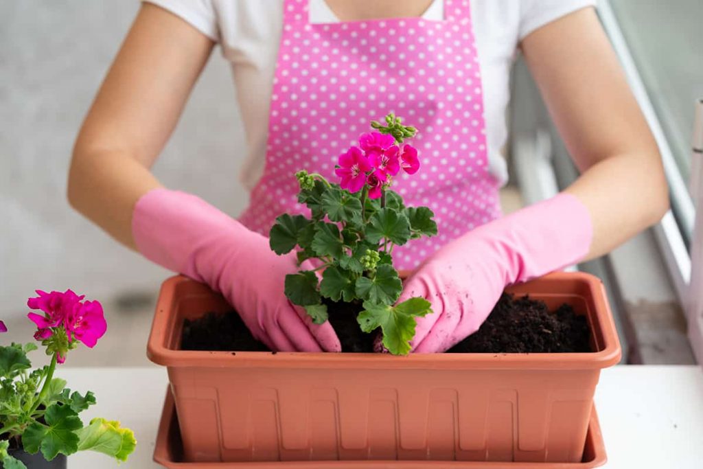 How to Grow Geraniums in Pots - Plantglossary
