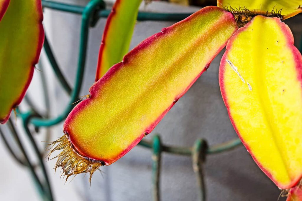 How To Water Your Easter Cactus - Plantglossary