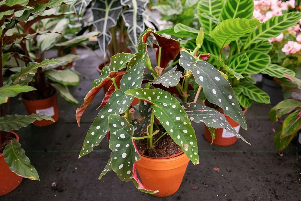 Angel Wing Begonia Guide – Tips For a Stunning Plant - Plantglossary
