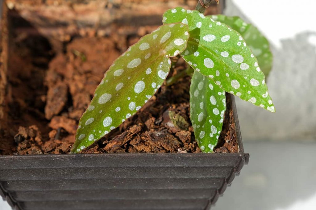 Growing and Caring for Begonia Maculata - Plantglossary