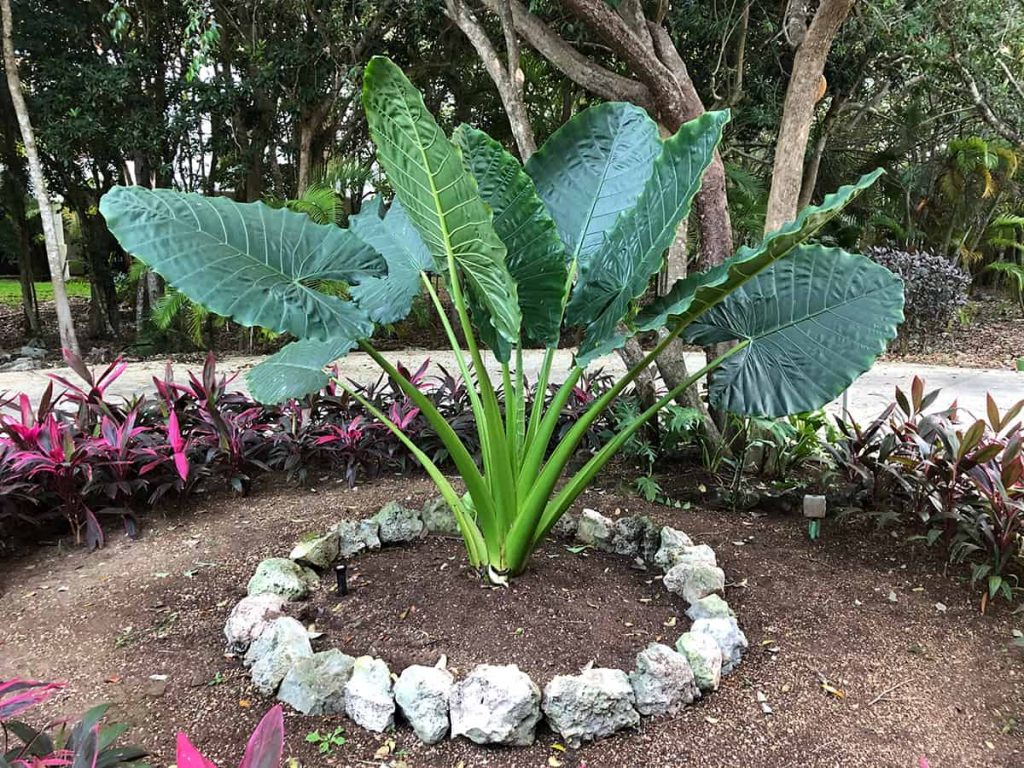 How to Grow and Care for Elephant Ear Plant - Plantglossary