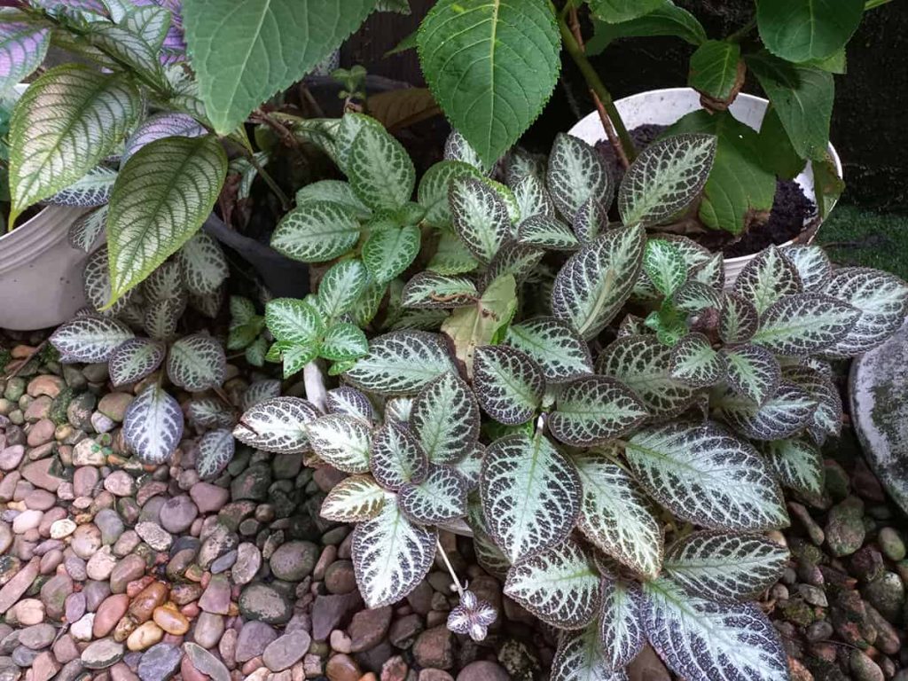 How to Grow and Care for Flame Violets - Plantglossary