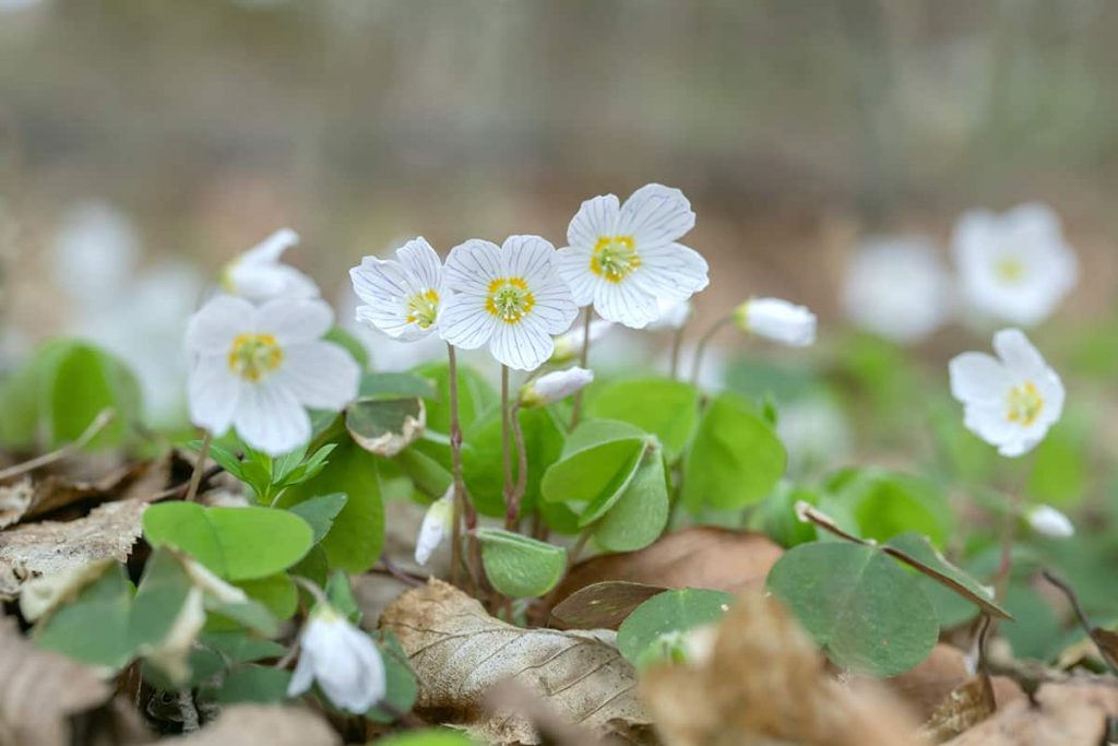 Oxalis Care Guide – Tips for a Thriving Shamrock Plant - Plantglossary