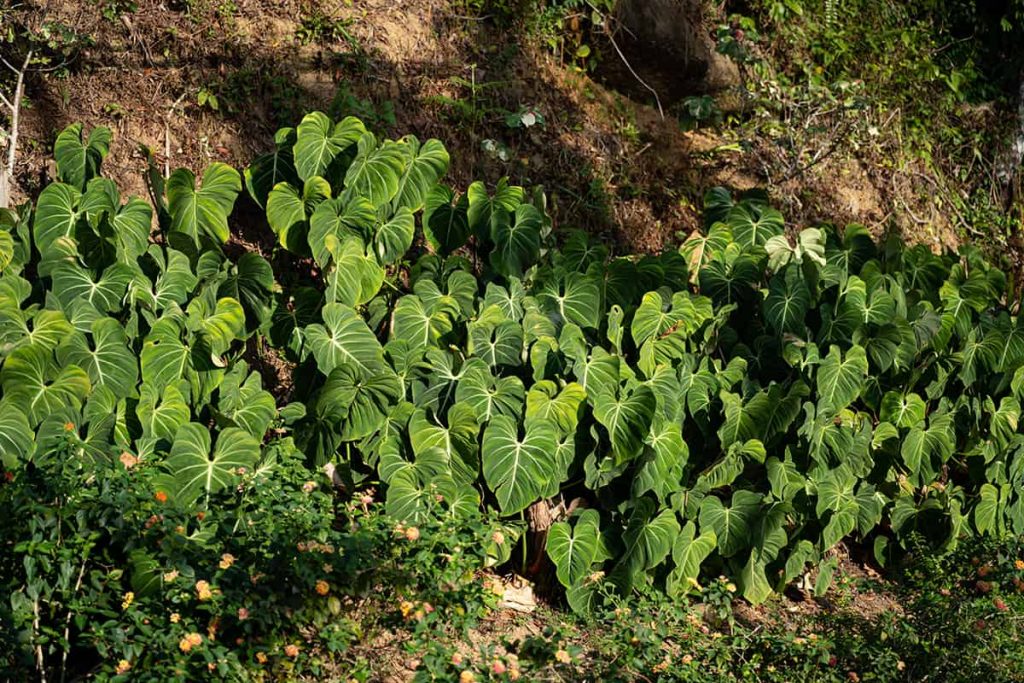 Grow Philodendron Gloriosum This Way and Have a Thriving and Happy ...