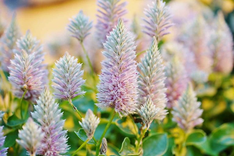 How to Grow and Care for Ptilotus For Stunning Flowers - Plantglossary