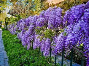 How to Grow Wisteria – A Guide to Lush Blooms - Plantglossary